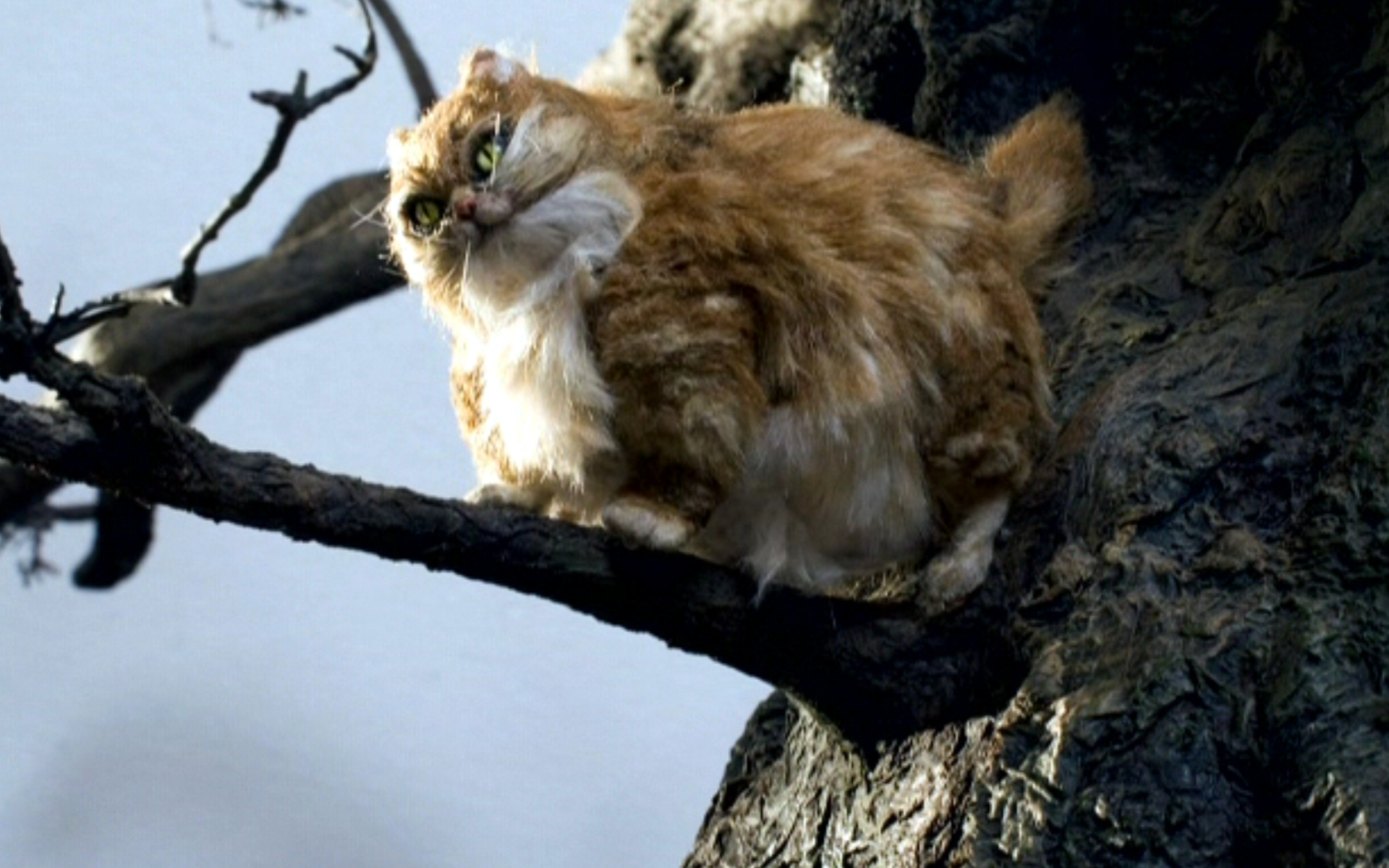 PETER AND THE WOLF (LIVE) | Teatro Real